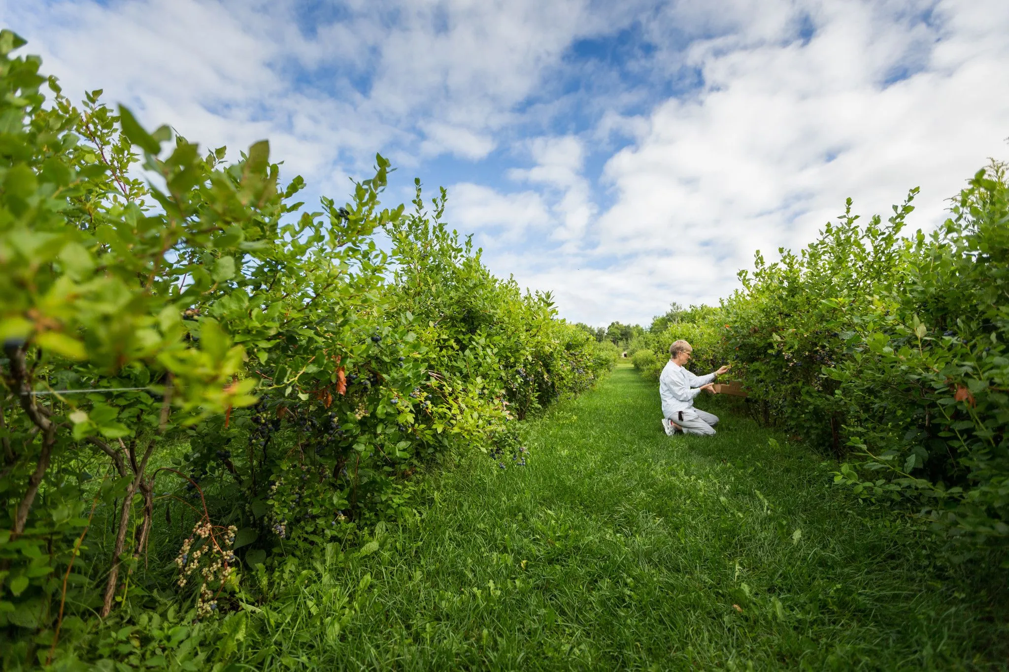 Wild Berry Picking in the Driftless Area | Travel Wisconsin