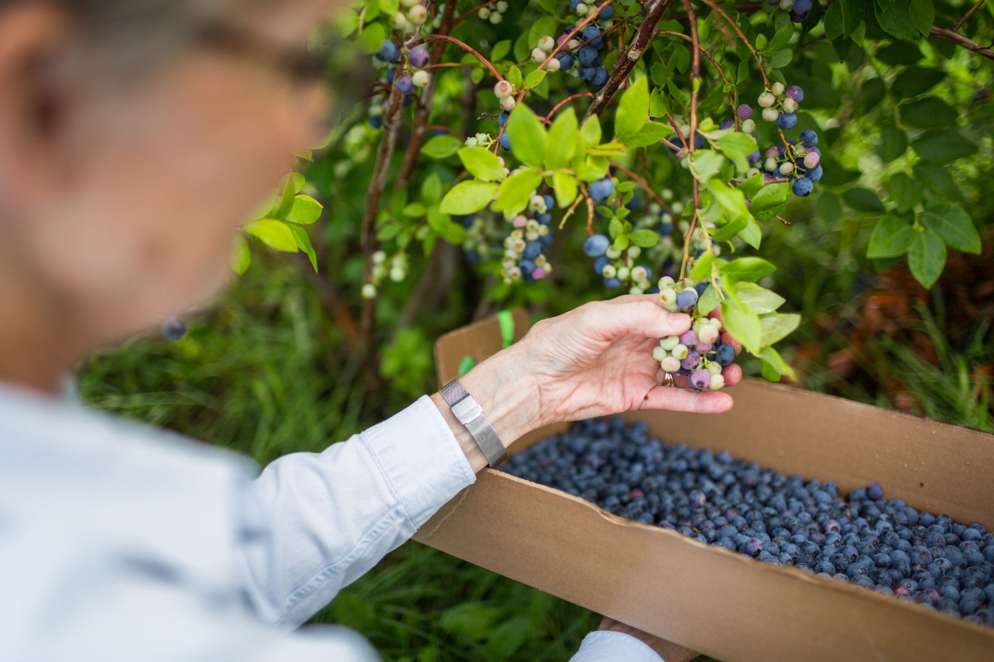 Pick Your Own Fruit Farms in Wisconsin | Travel Wisconsin