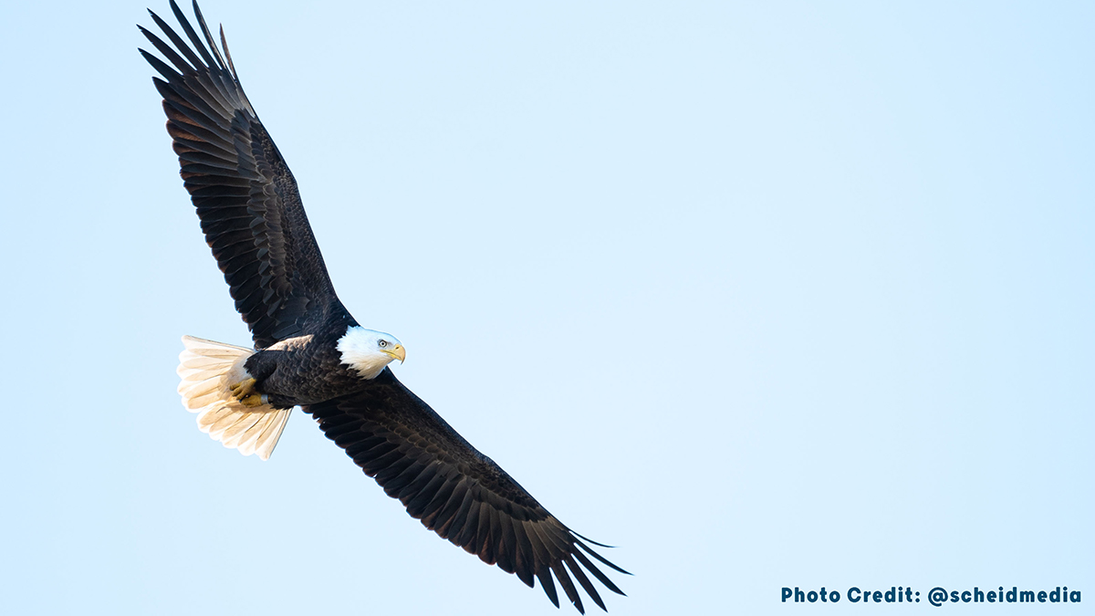 Bald Eagle Watching in Wisconsin | Travel Wisconsin