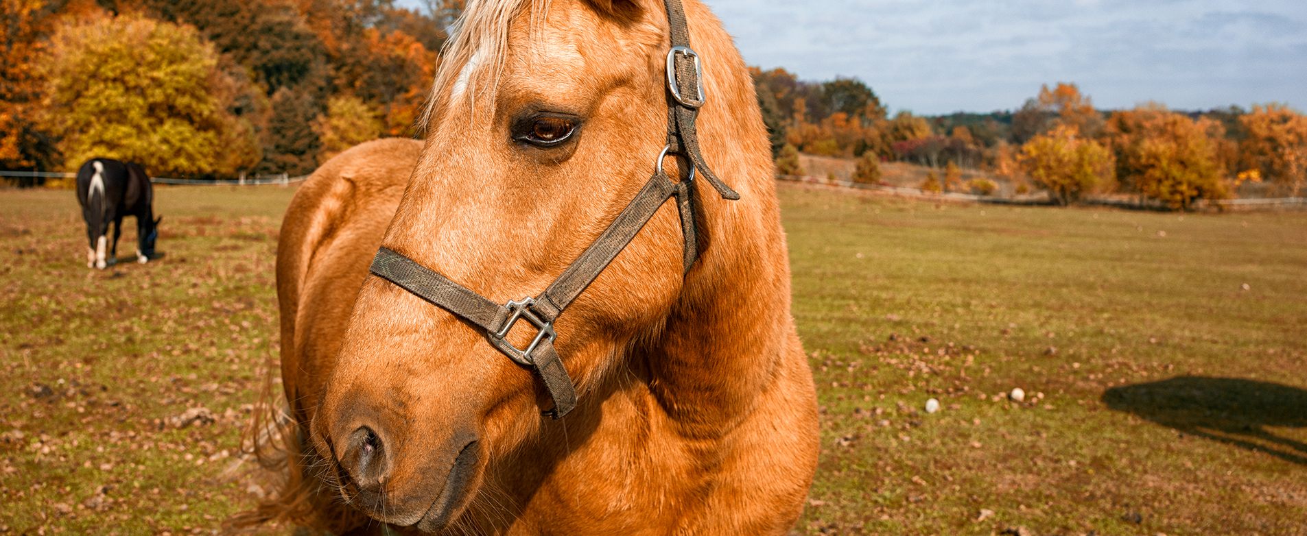 Horseback Riding in Wisconsin | Travel Wisconsin