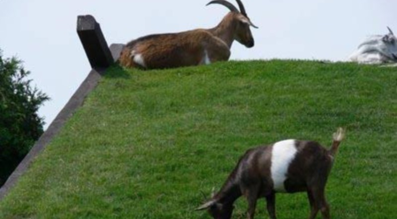 Al Johnson's Swedish Restaurant | Travel Wisconsin