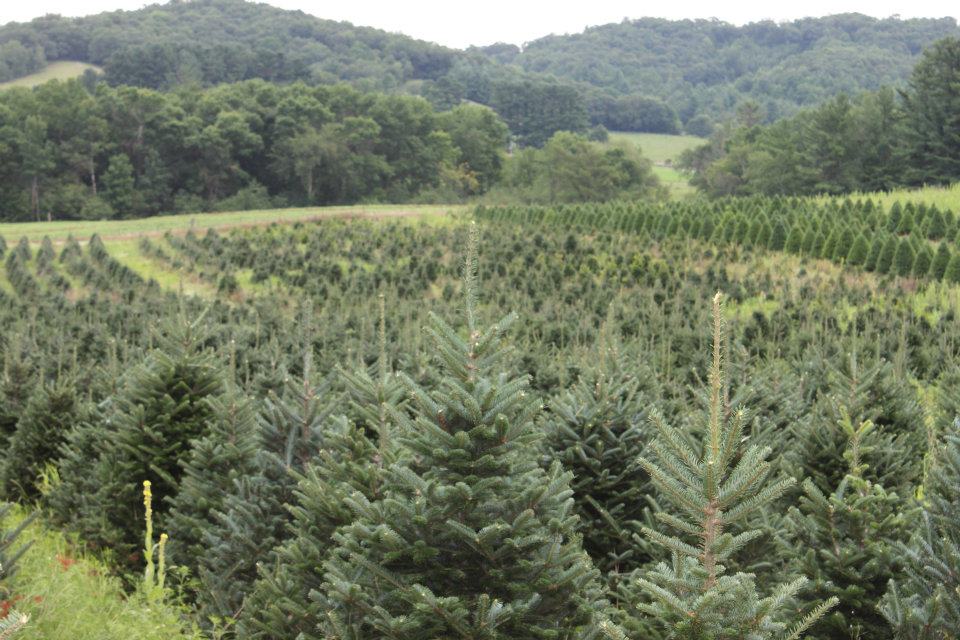 Pleasant Valley Tree Farms | Travel Wisconsin