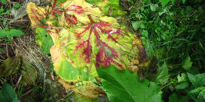 Running Dog Ranch Folk Craft & Learning Center, LLC | Travel Wisconsin