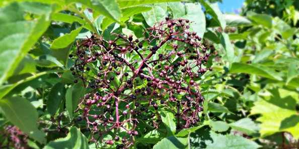 Fontana Fen | Travel Wisconsin