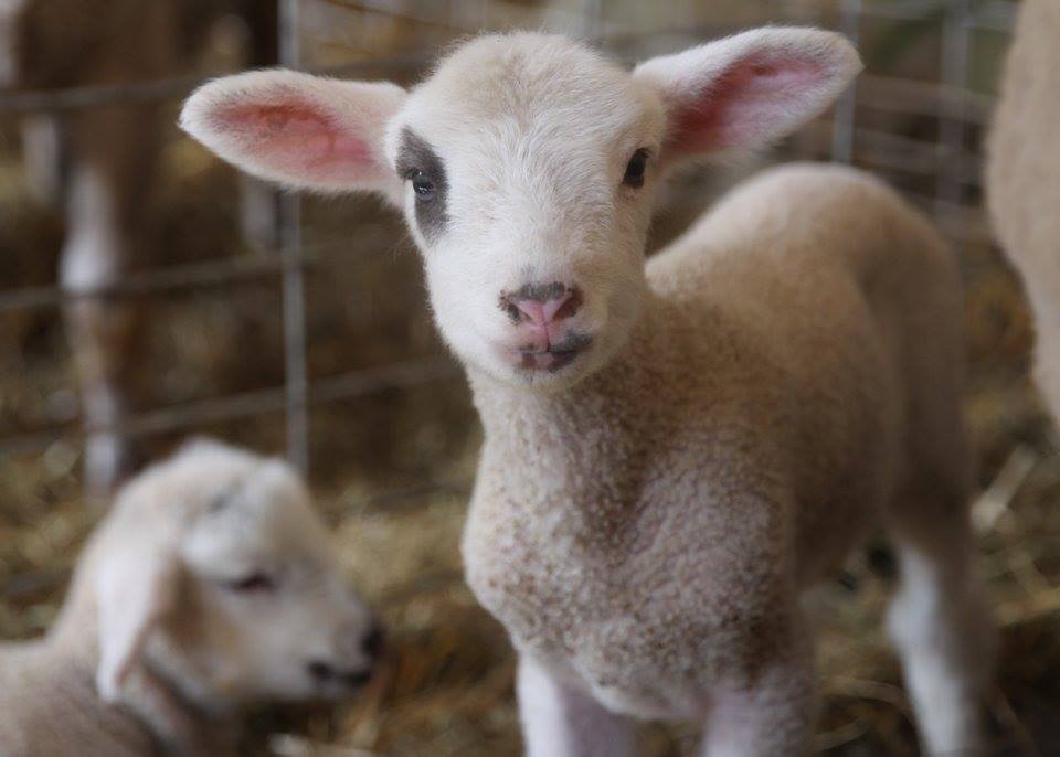 Govin's Farm | Travel Wisconsin