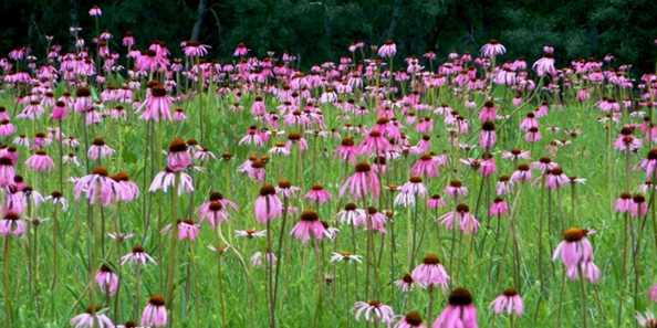 Riveredge Nature Center | Travel Wisconsin