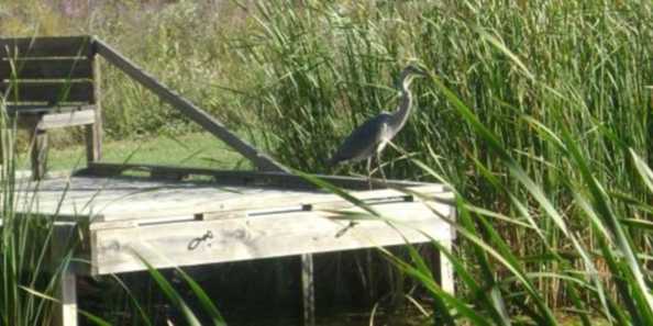 Bristol Woods County Park | Travel Wisconsin