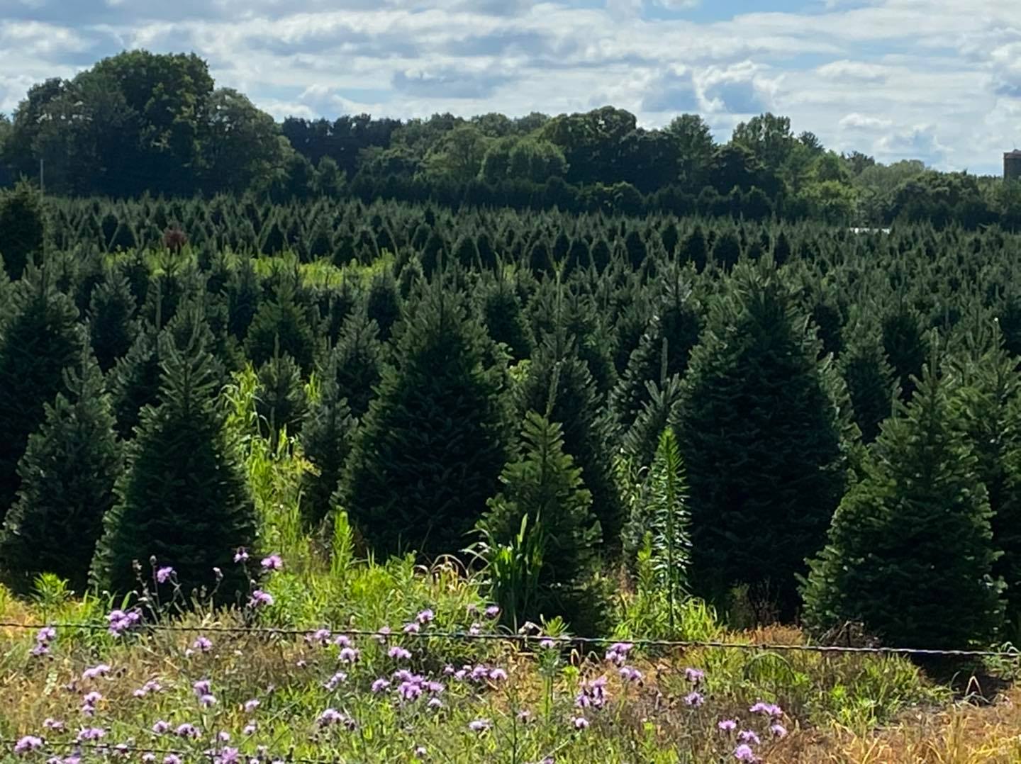 Whispering Pines Tree Farm | Travel Wisconsin