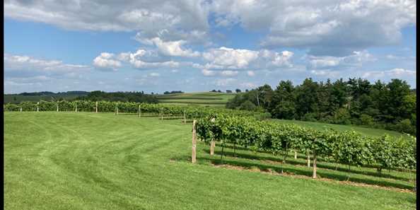 Vernon Vineyards | Travel Wisconsin